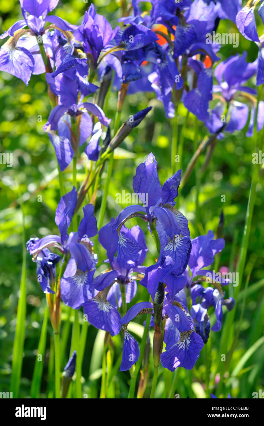Blue flag iris hi-res stock photography and images - Alamy