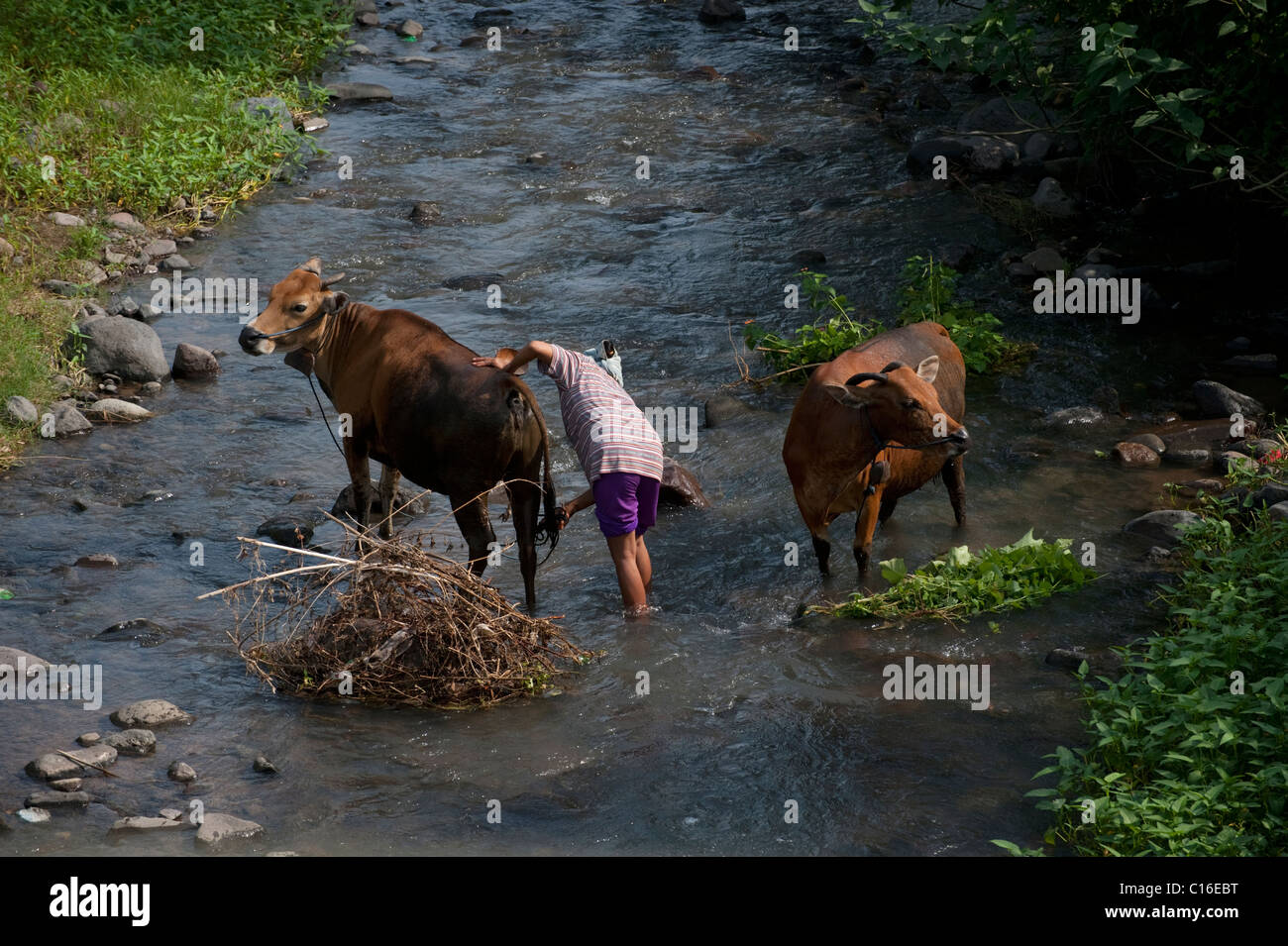 Brown cows stream hi-res stock photography and images - Alamy