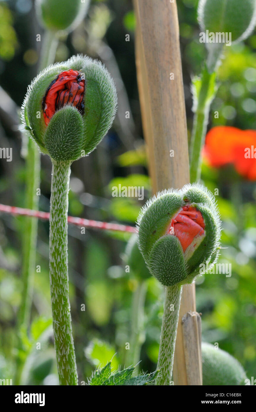 Opening poppy flowers (Papaver Stock Photo - Alamy