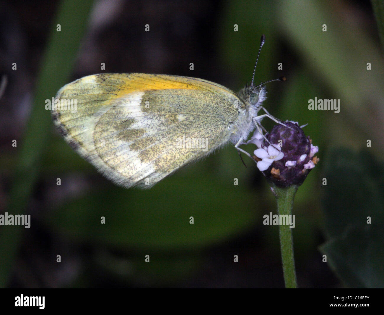 Dainty Sulphur Butterfly Nathalis iole Stock Photo - Alamy