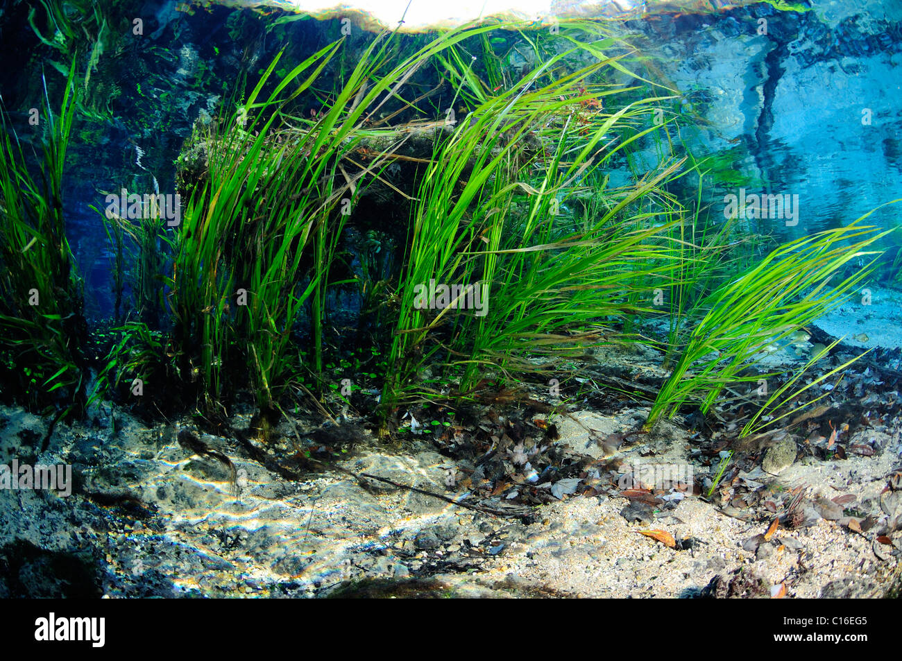 Ichetucknee River, Ichetucknee State Park, Florida, United States Stock ...