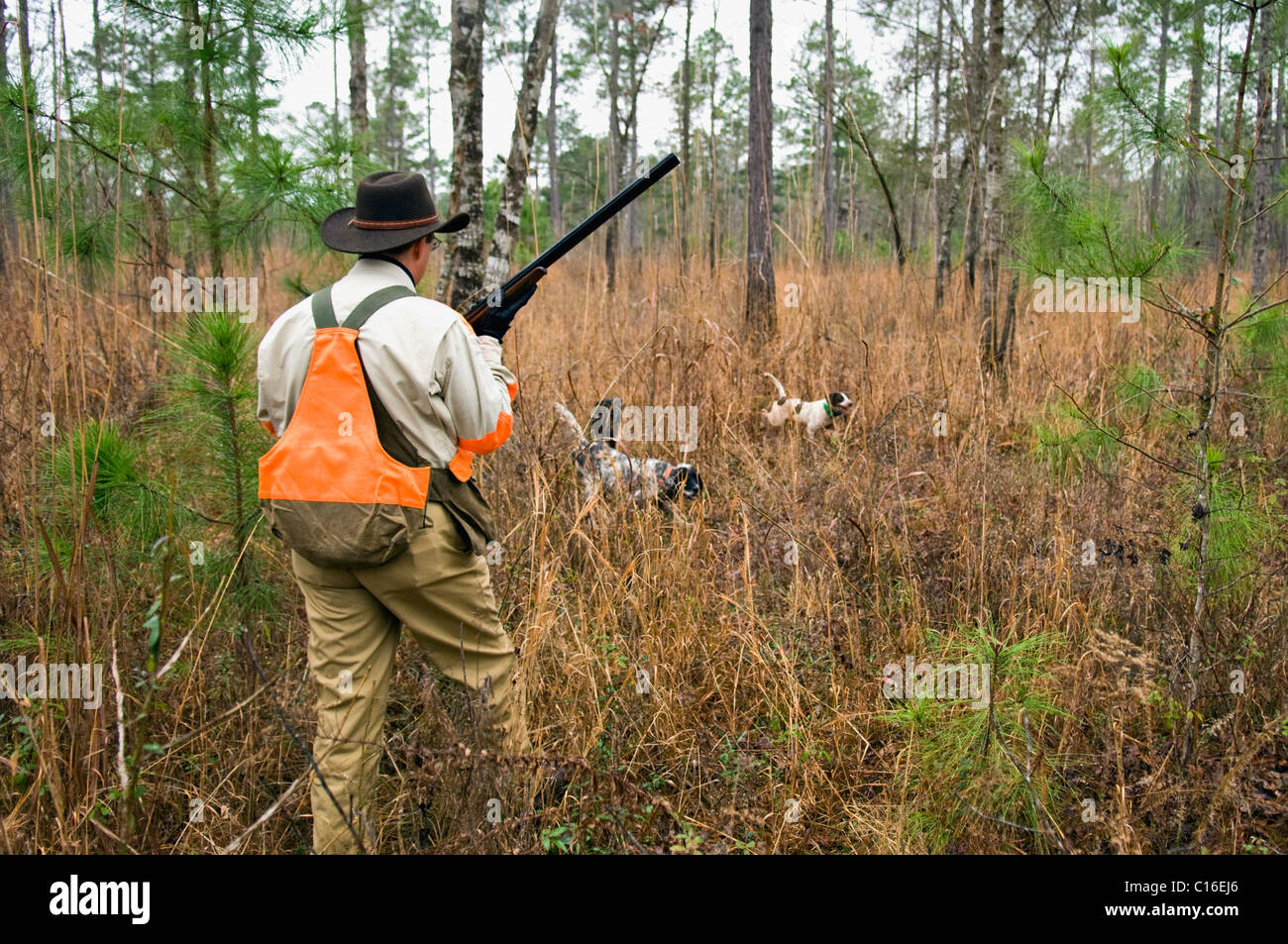 English setter pointing hi-res stock photography and images - Alamy
