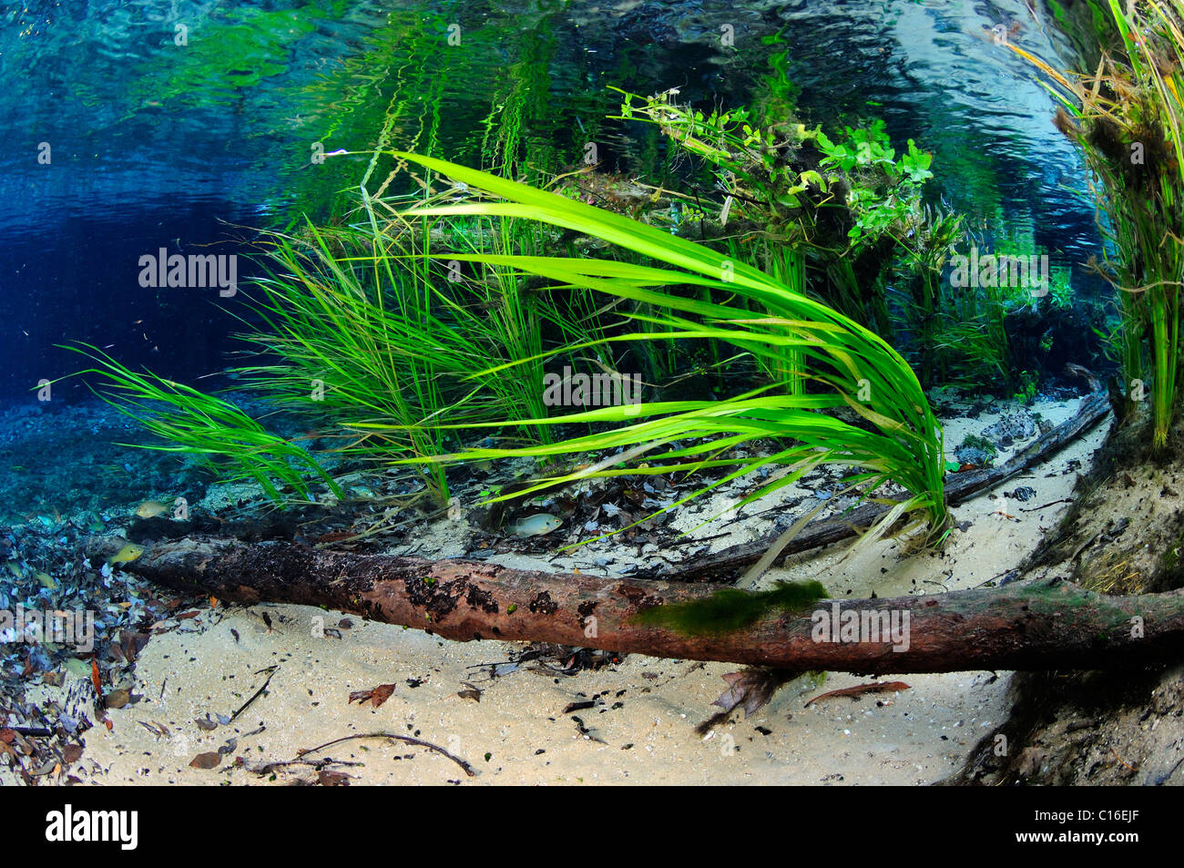 Ichetucknee River, Ichetucknee State Park, Florida, United States Stock ...