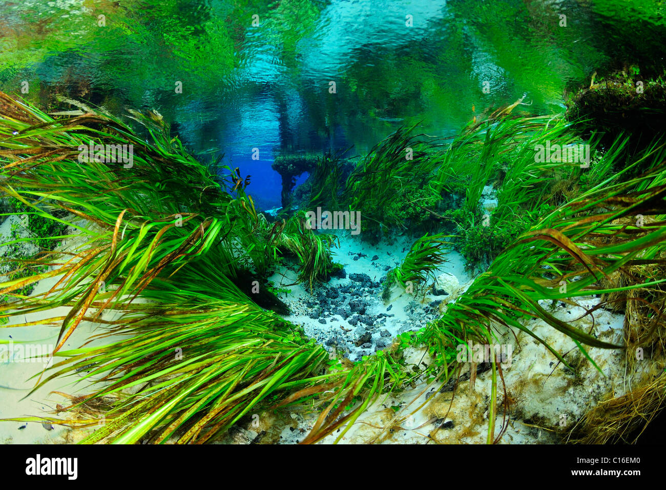 Ichetucknee River, Ichetucknee State Park, Florida, United States Stock ...