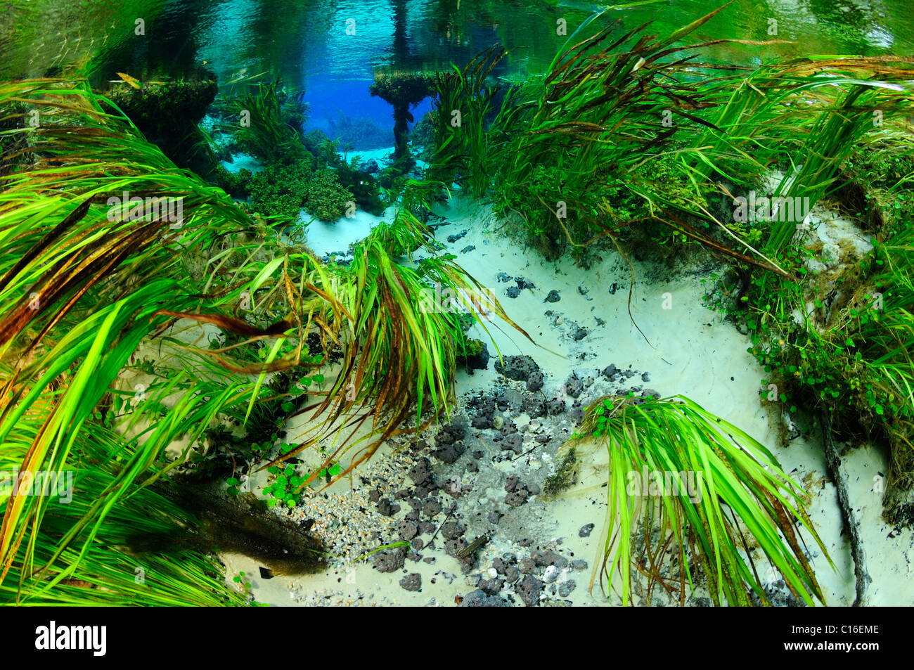 Ichetucknee River, Ichetucknee State Park, Florida, United States Stock ...