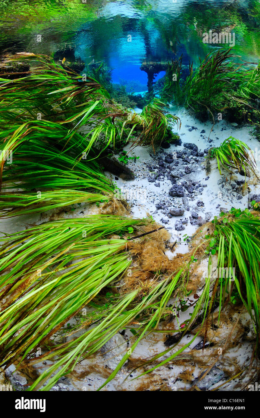 Ichetucknee River, Ichetucknee State Park, Florida, United States Stock ...