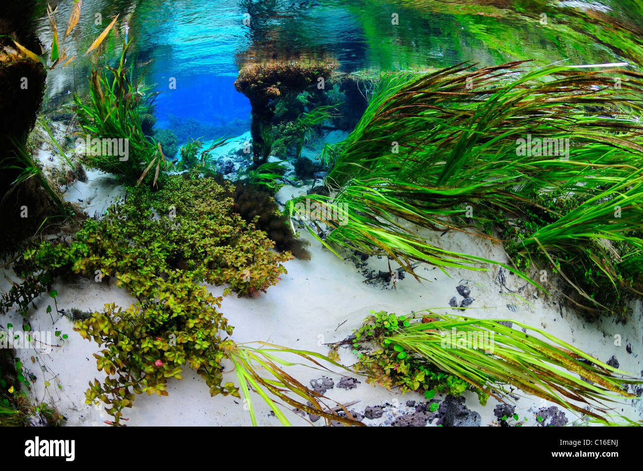 Ichetucknee River, Ichetucknee State Park, Florida, United States Stock ...