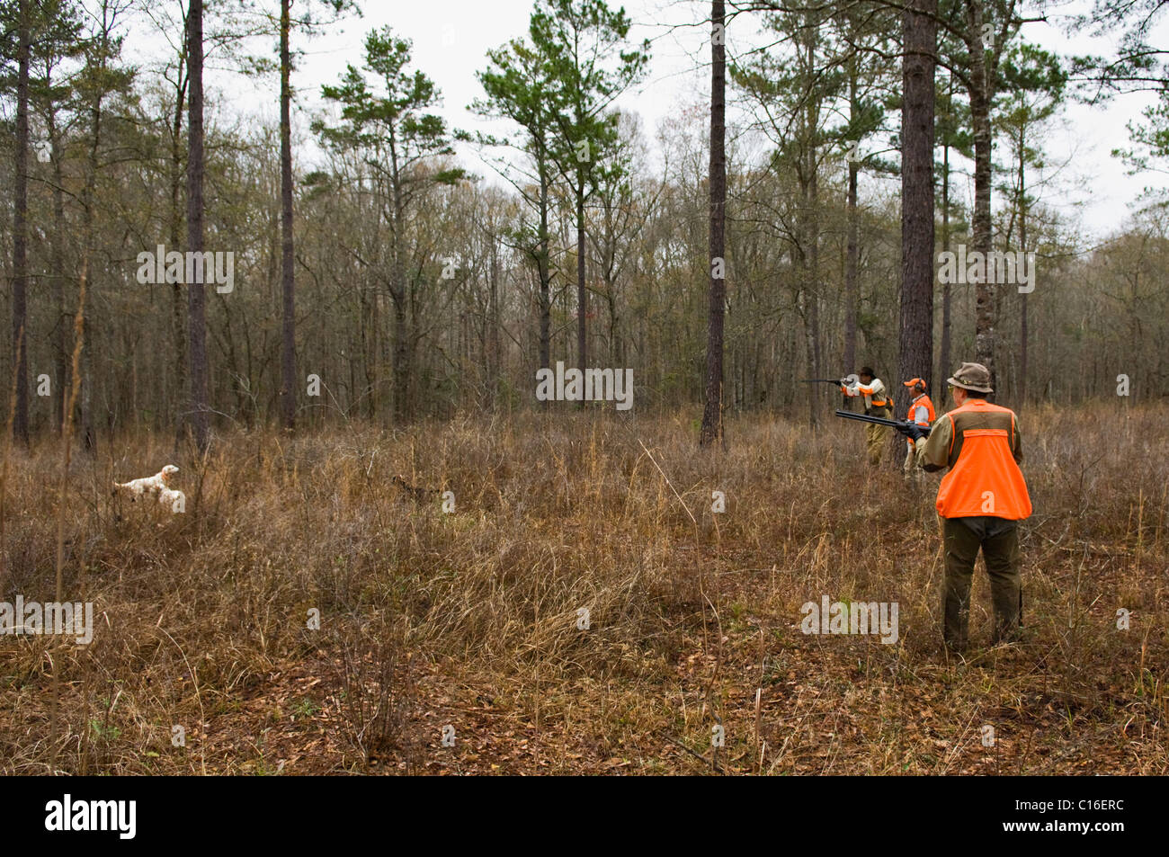 Upland Bird Hunters and and Bird Dogs during a Bobwhite Quail Hunt in ...