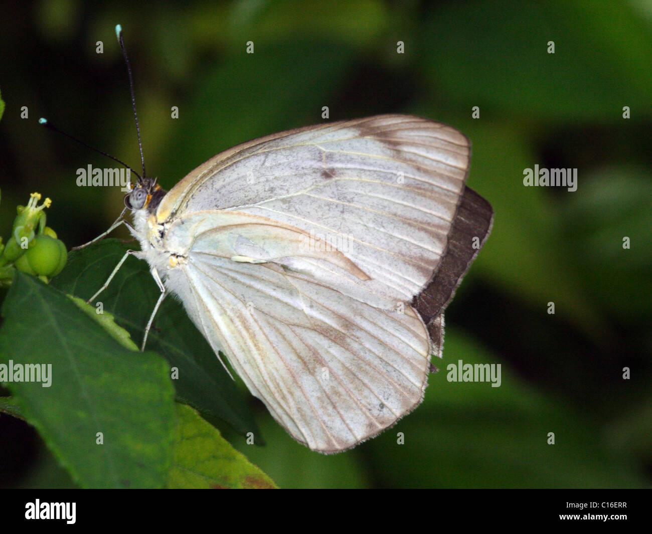 Great Southern White Butterfly Ascia monuste Stock Photo - Alamy