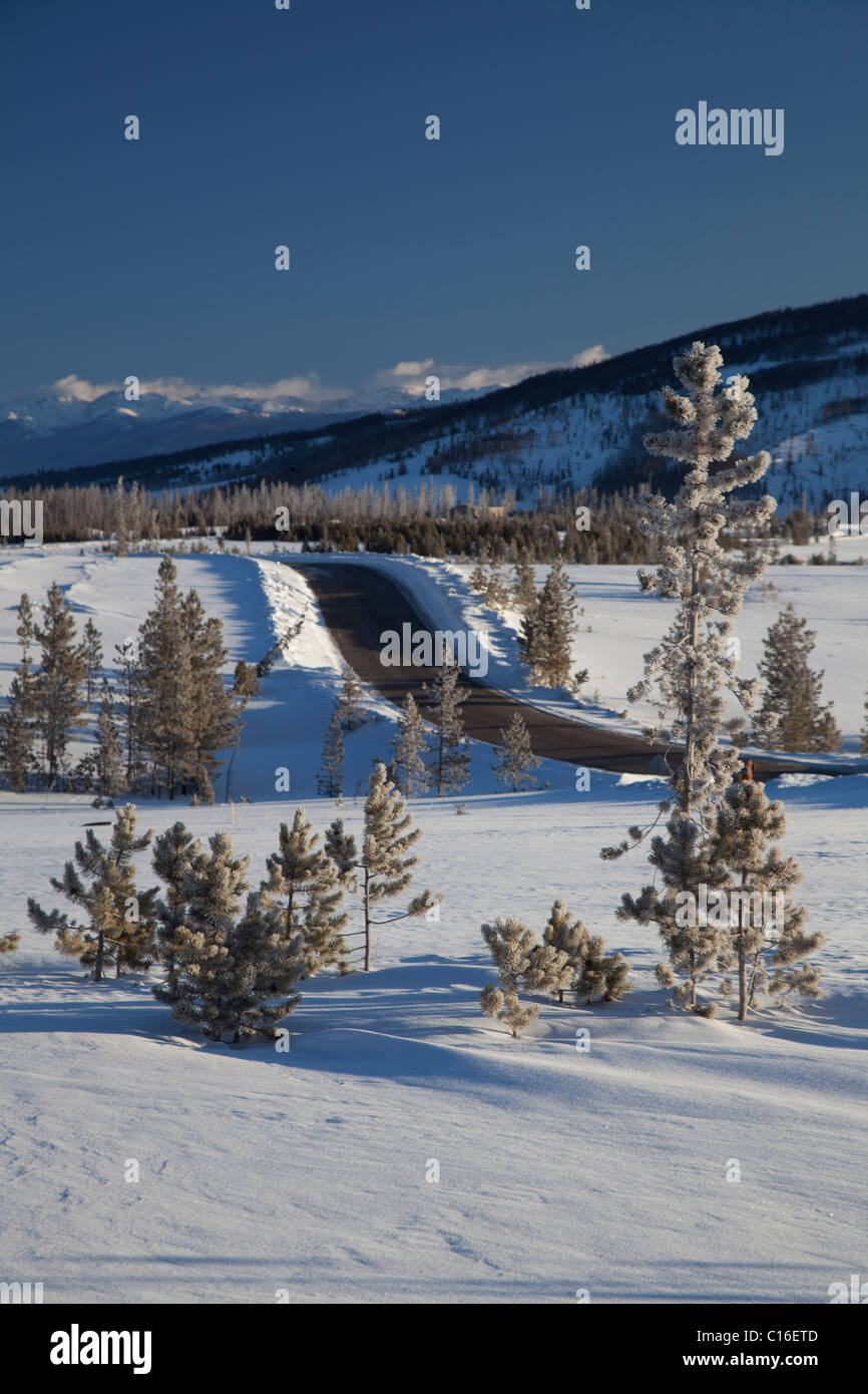Early morning frost on trees at Snow Mountain Ranch Stock Photo - Alamy