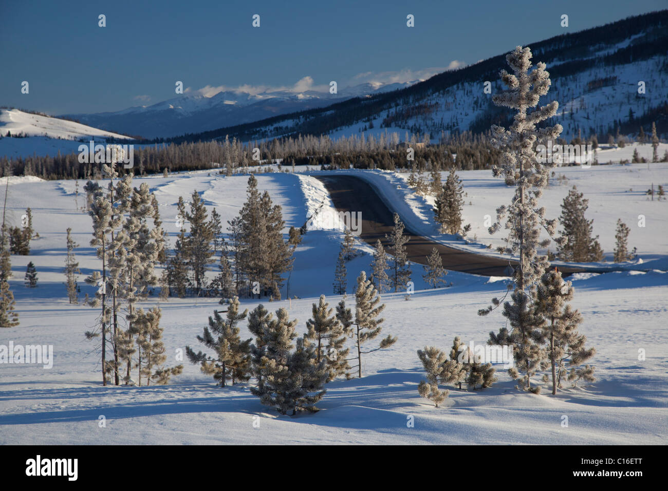 Early morning frost on trees at Snow Mountain Ranch Stock Photo - Alamy