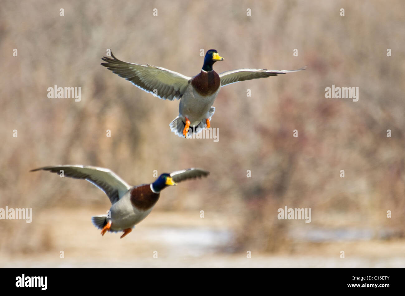 Mallards in flight hi-res stock photography and images - Alamy