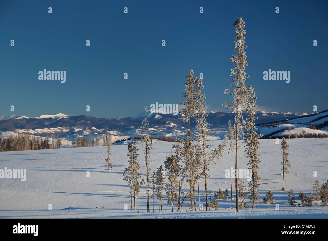 Early morning frost on trees at Snow Mountain Ranch Stock Photo - Alamy