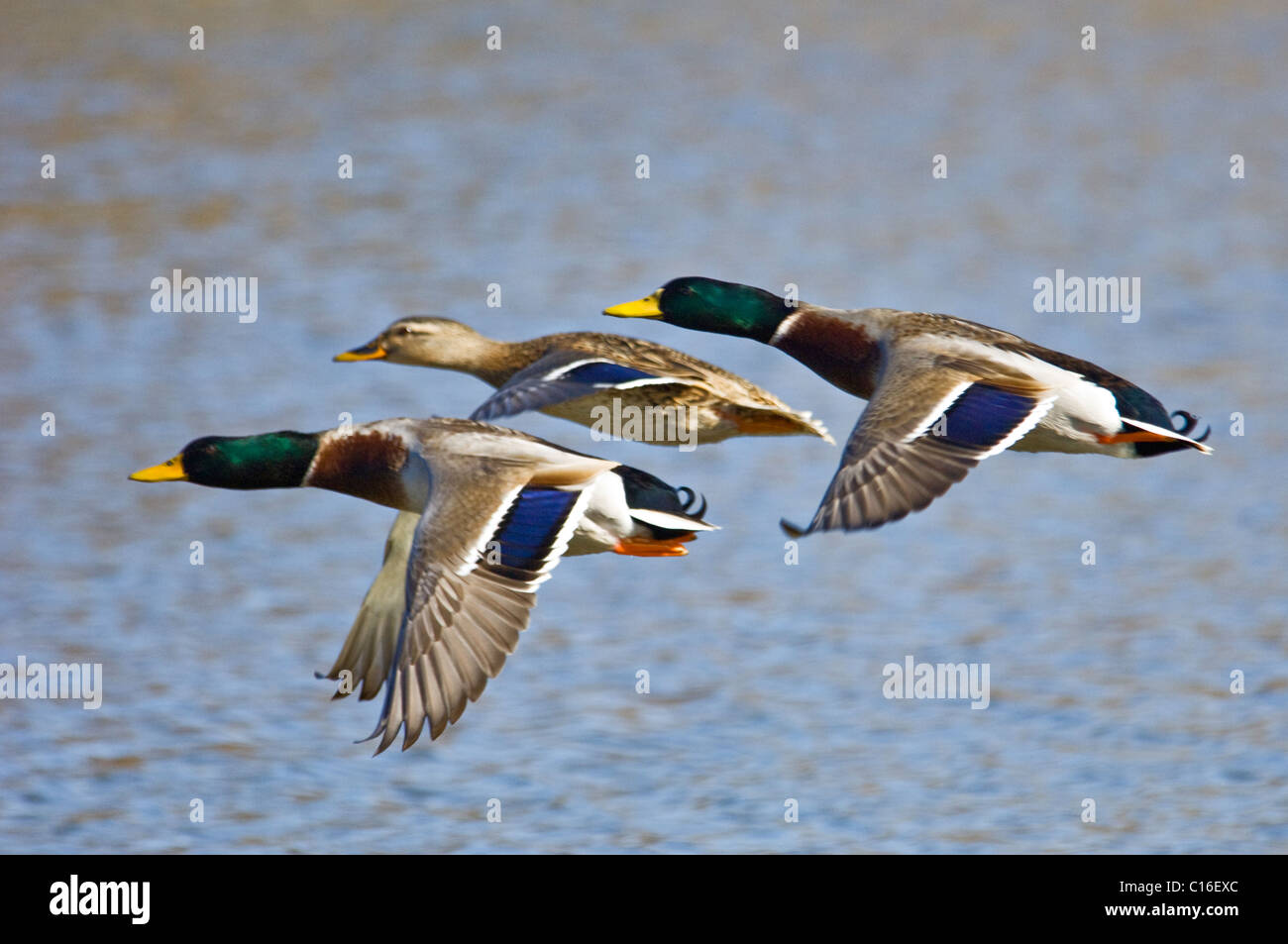 Mallards in Flight in Southern Indiana Stock Photo - Alamy