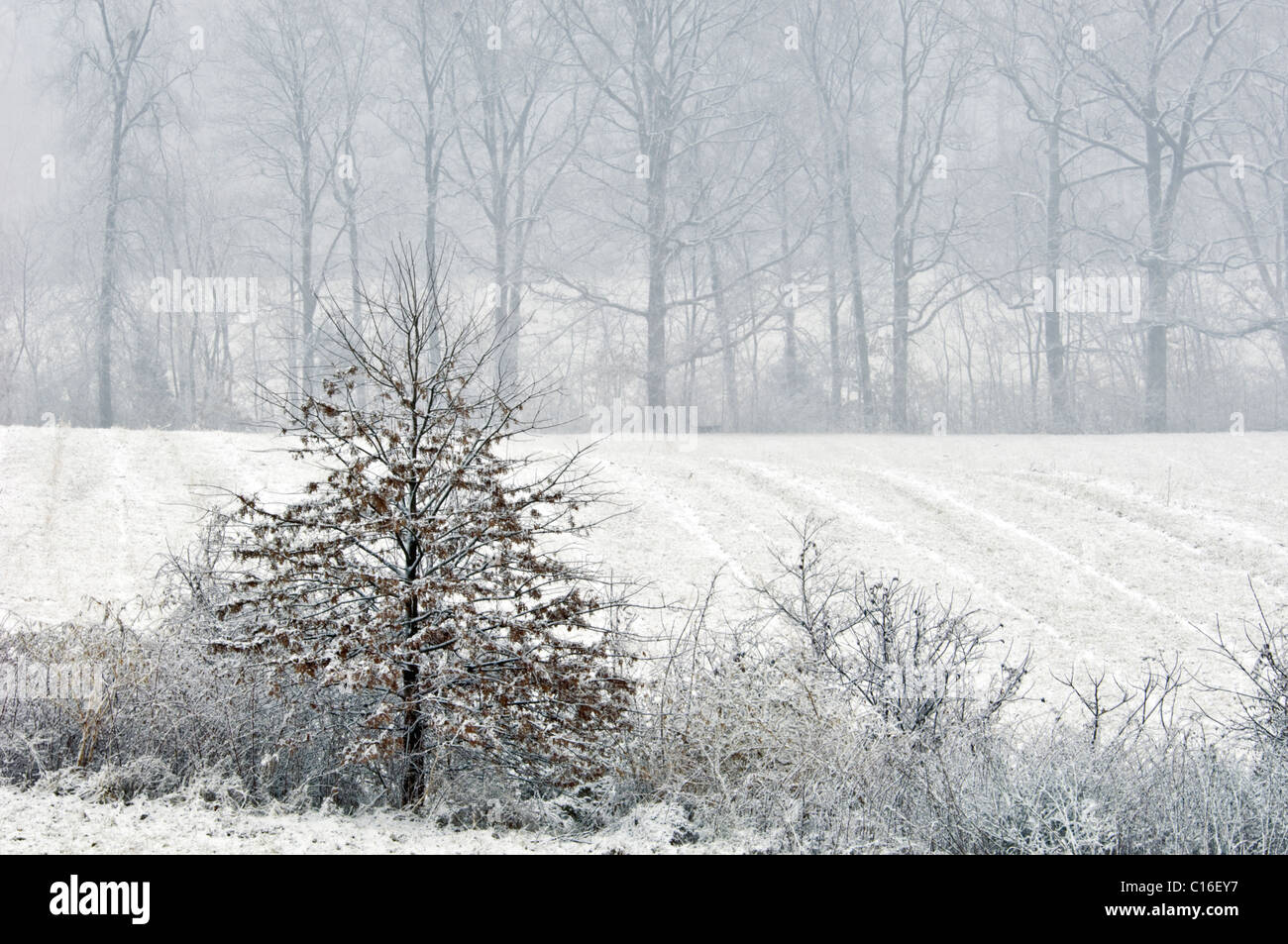 Oak tree farm hi-res stock photography and images - Alamy