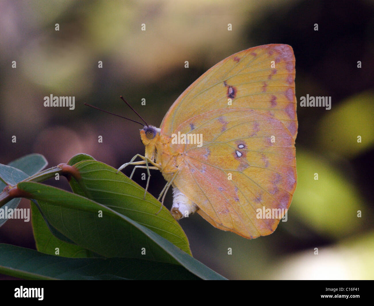 Orange sulphur butterflies hi-res stock photography and images - Alamy