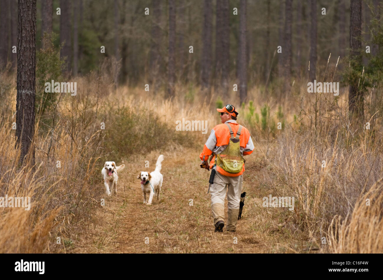 English setters hi-res stock photography and images - Alamy