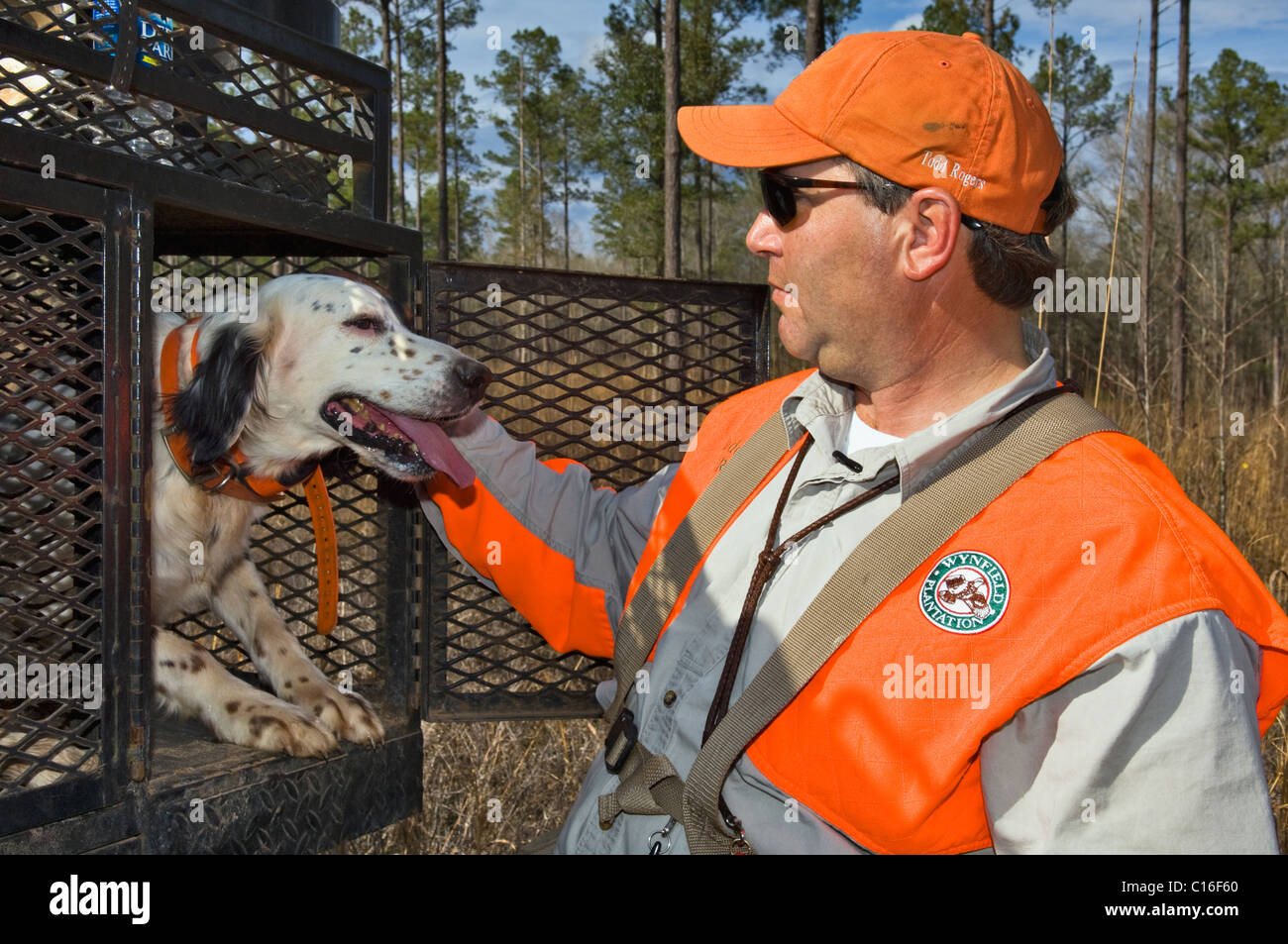 Hunting Guide with English Setter during a Bobwhite Quail Hunt in the ...