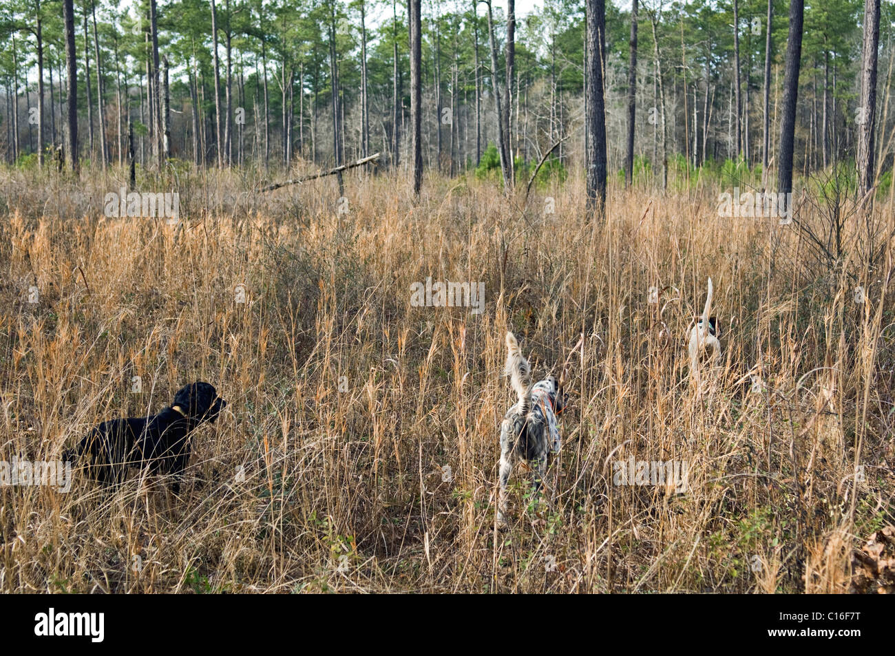 English Pointer and English Setter on Point as English Cocker Spaniel ...