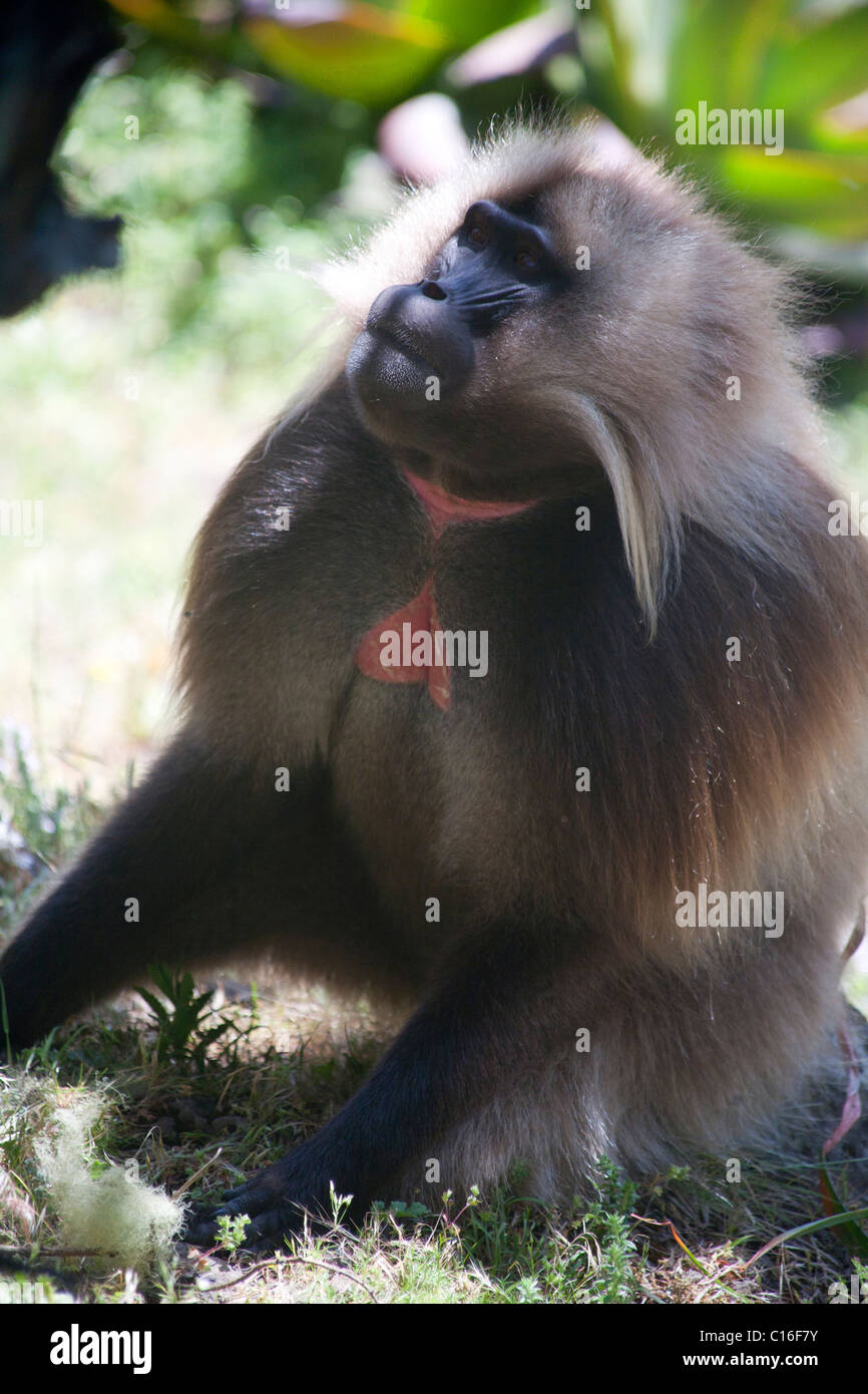Gelada monkey hi-res stock photography and images - Alamy