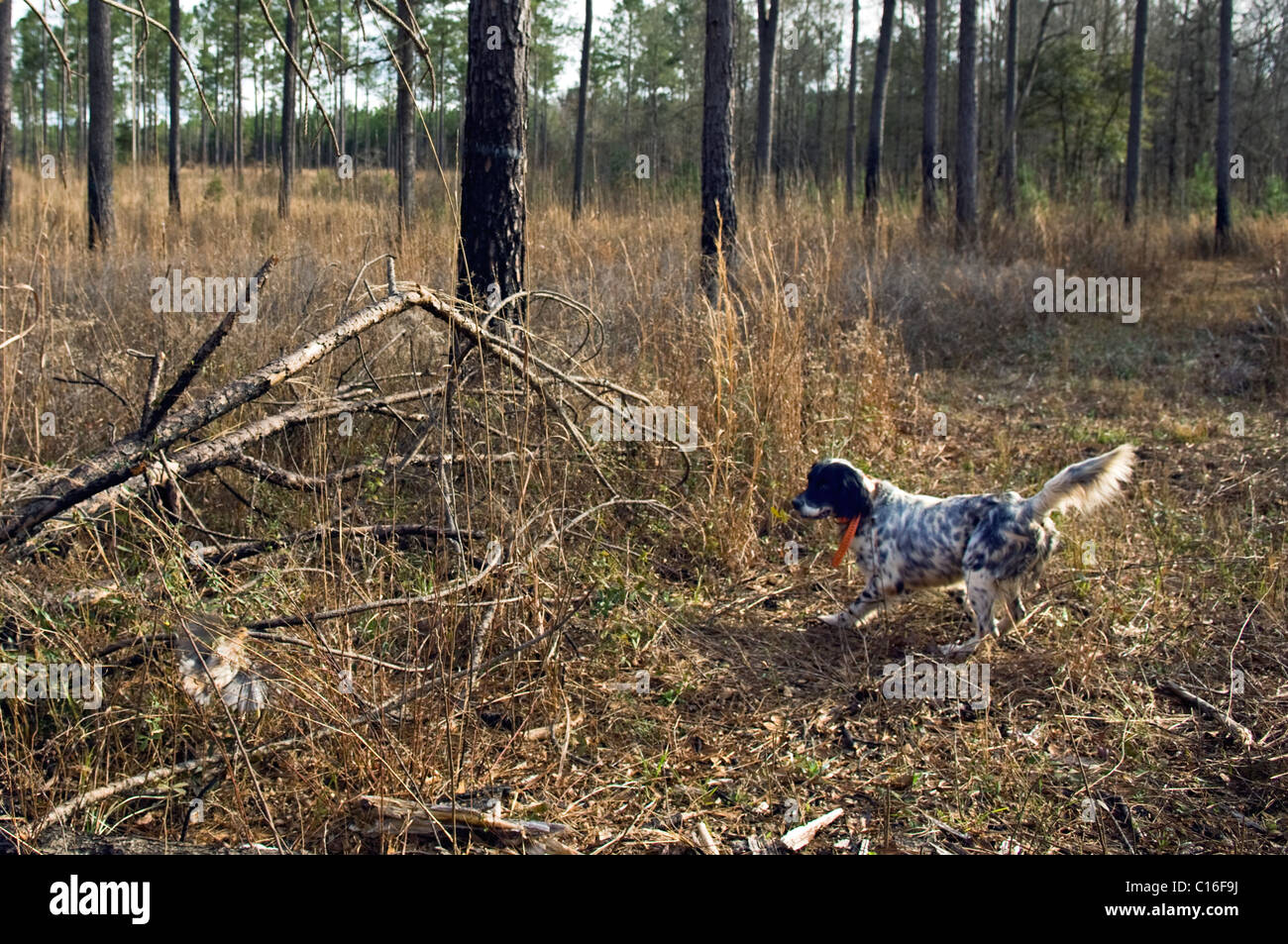 English Setter On Point Hunting High Resolution Stock Photography and ...