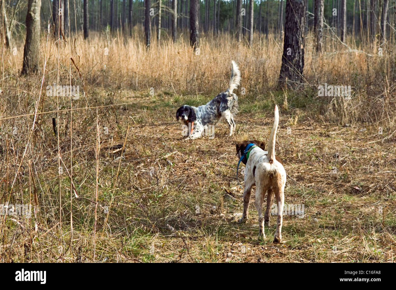 English setter english pointer hi-res stock photography and images - Alamy