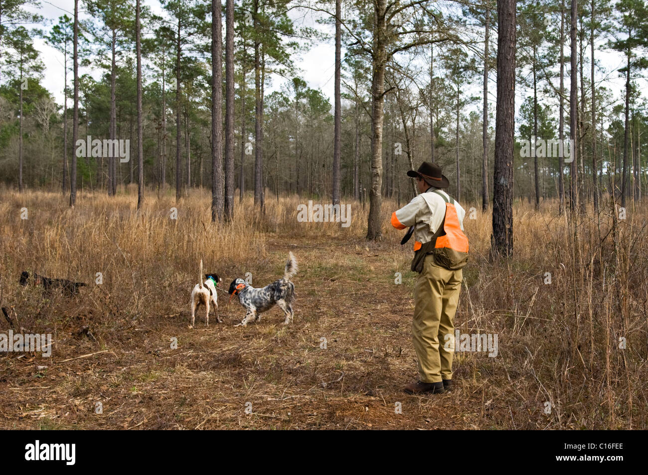 Upland Bird Hunter with Bird Dogs on Point during a Bobwhite Quail Hunt ...