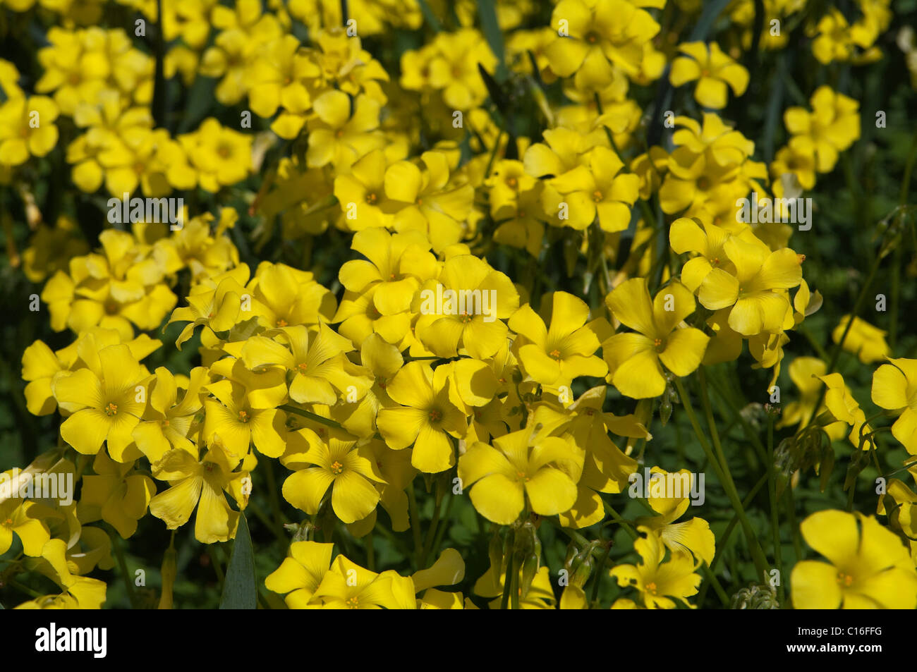 Bermuda buttercup oxalis pes flowers hi-res stock photography and ...