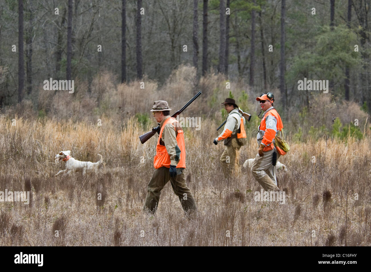 Upland Bird Hunters, Guide and English Setter during a Bobwhite Quail ...
