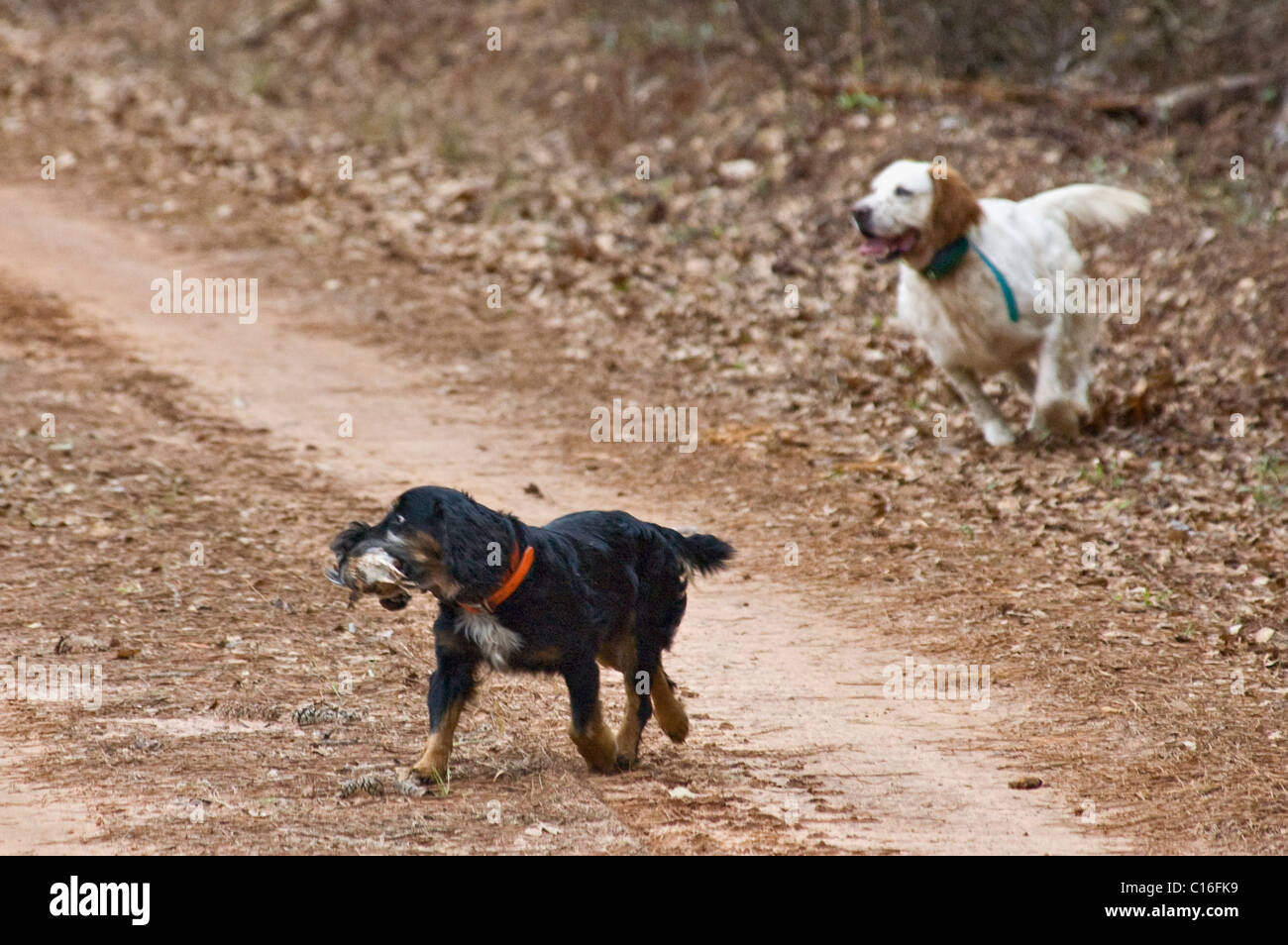 The english cocker spaniel hi-res stock photography and images - Alamy