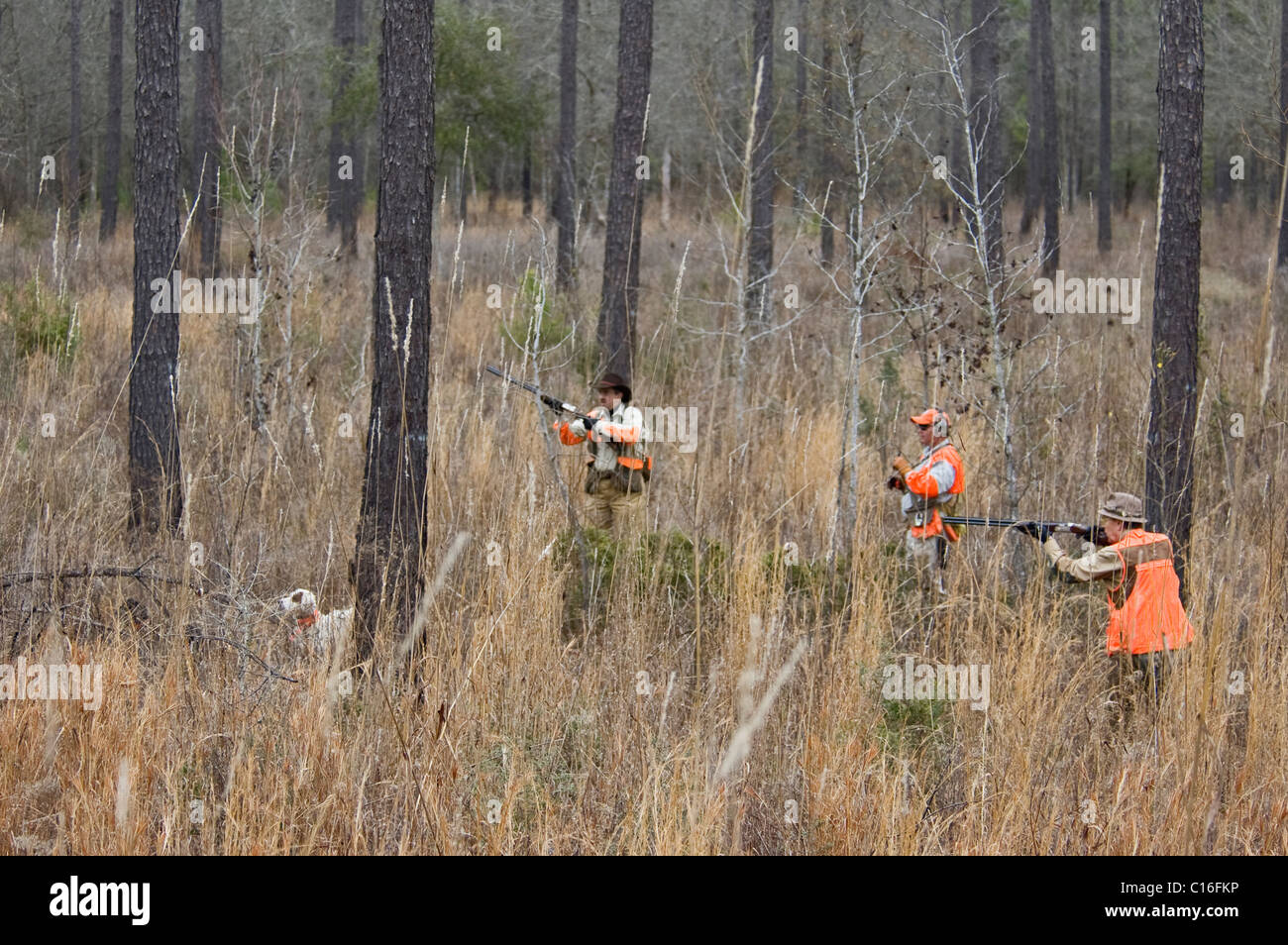 Upland Bird Hunters, Guide and English Setter during a Bobwhite Quail ...