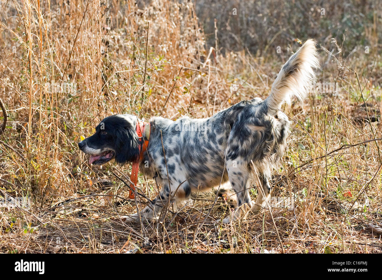 Setter On Point High Resolution Stock Photography and Images - Alamy
