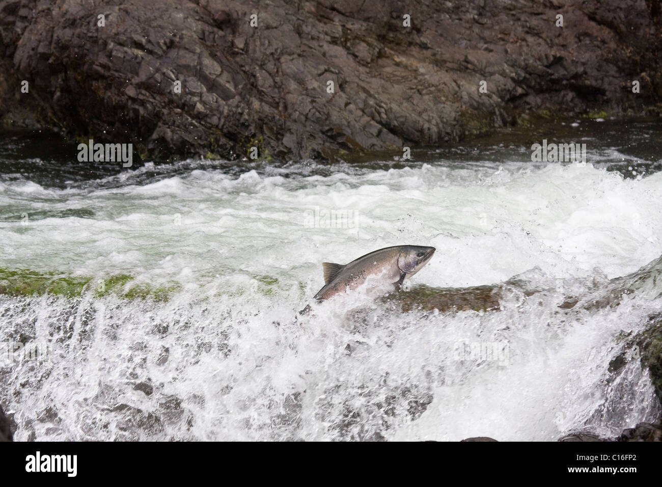 Salmon jumping hi-res stock photography and images - Alamy