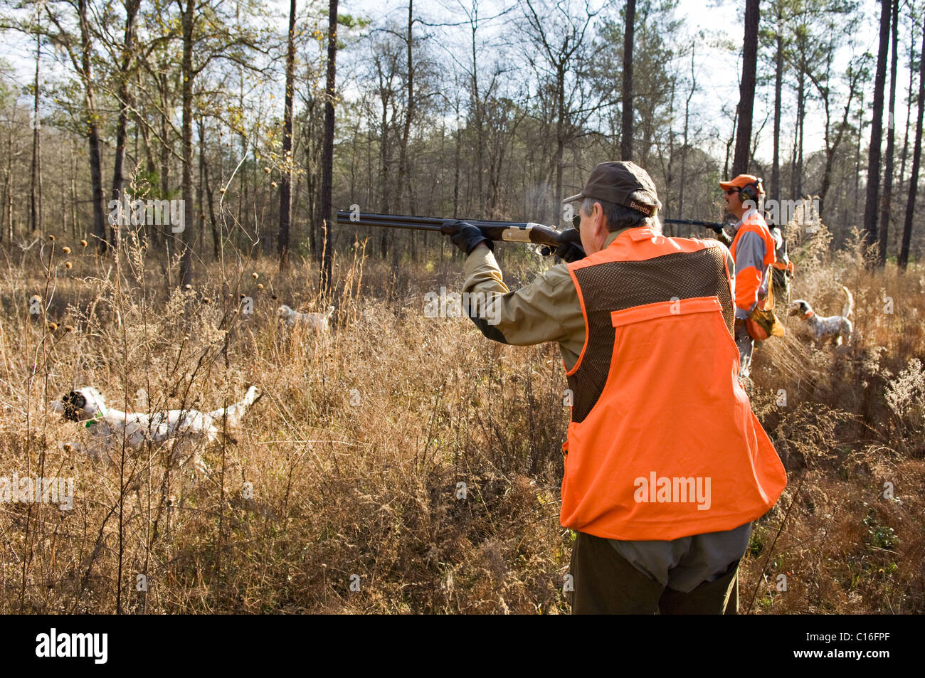 Upland Bird Hunters, Guide and English Setters during a Bobwhite Quail ...