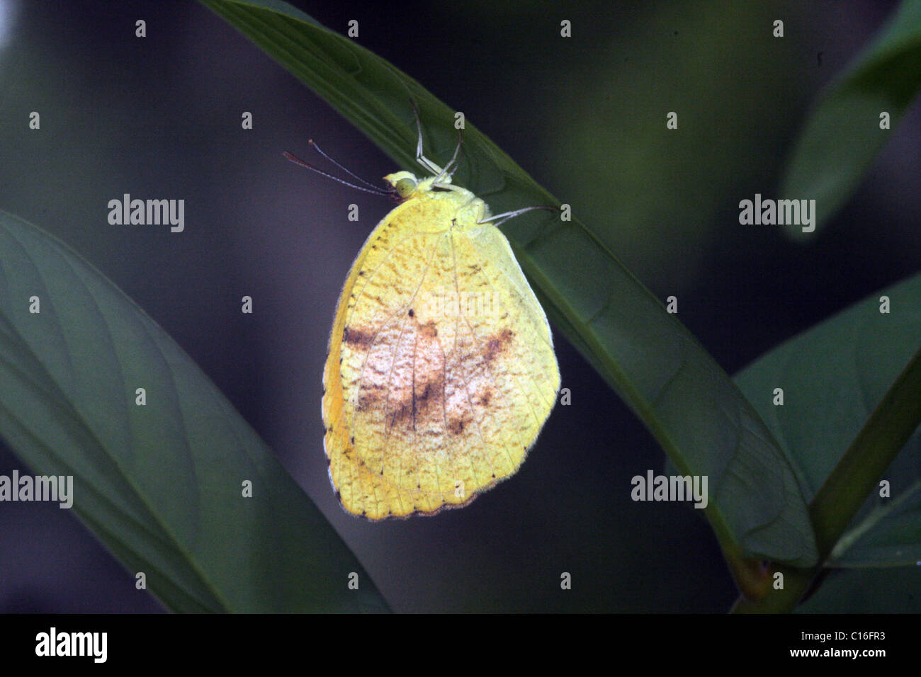 Sleepy orange butterfly hi-res stock photography and images - Alamy