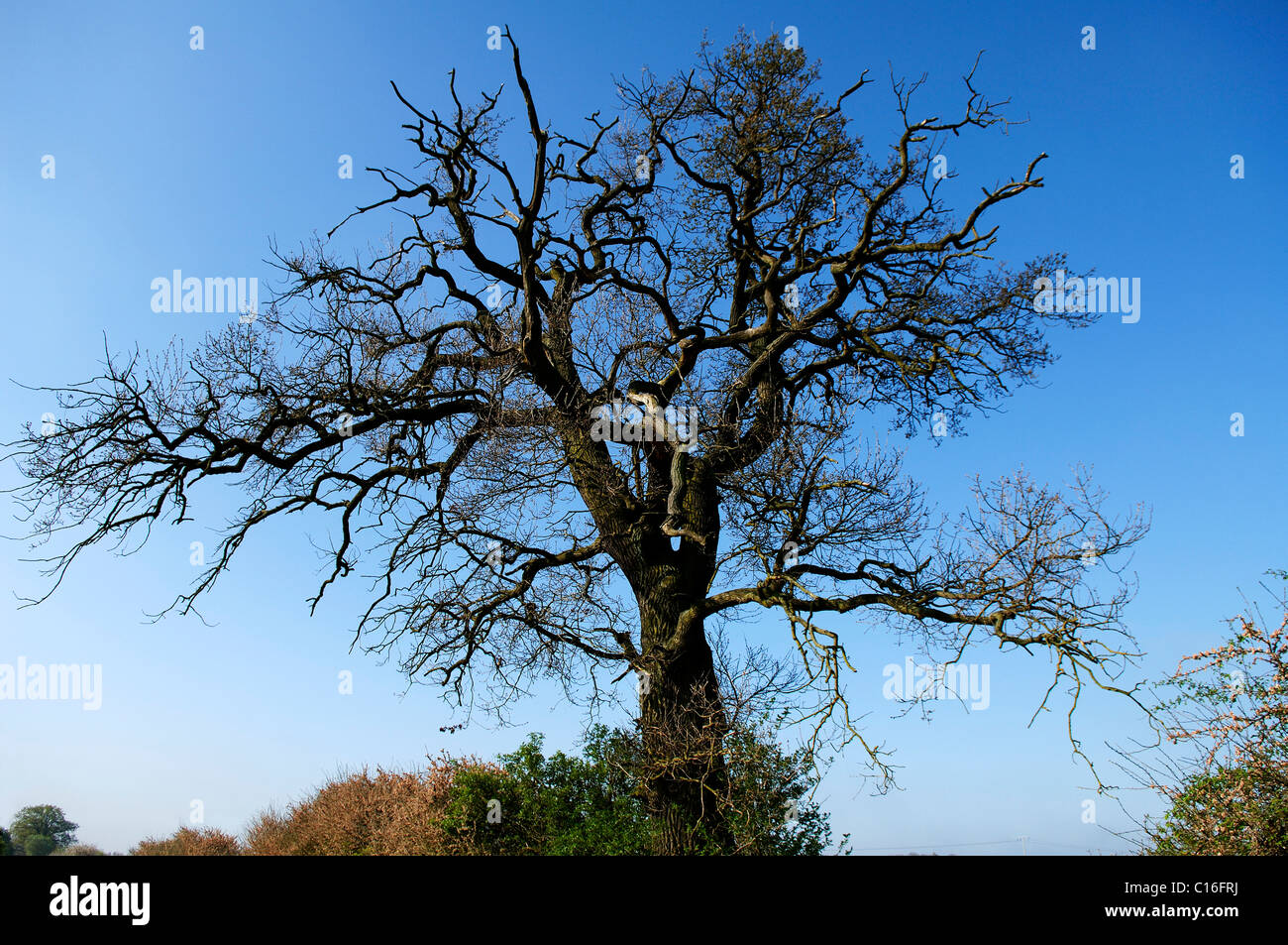 Large, bare Oak Tree (Quercus), Othenstorf, Mecklenburg-Western ...