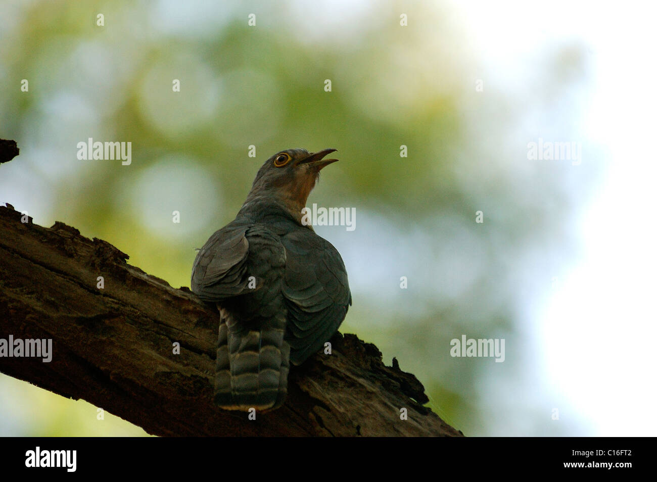 Indian common tiger hi-res stock photography and images - Alamy