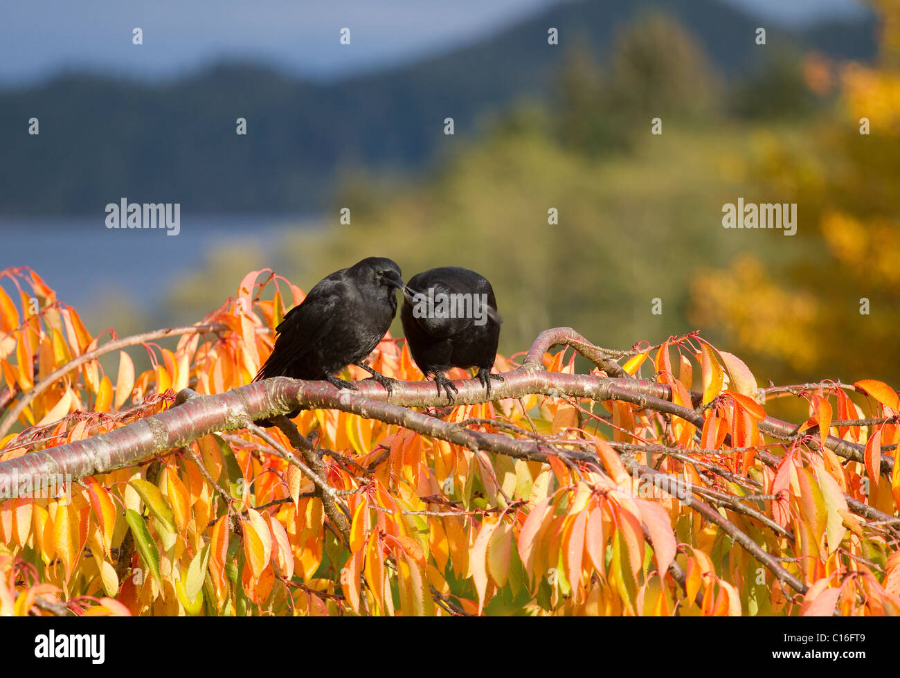 Golden crow hi-res stock photography and images - Alamy
