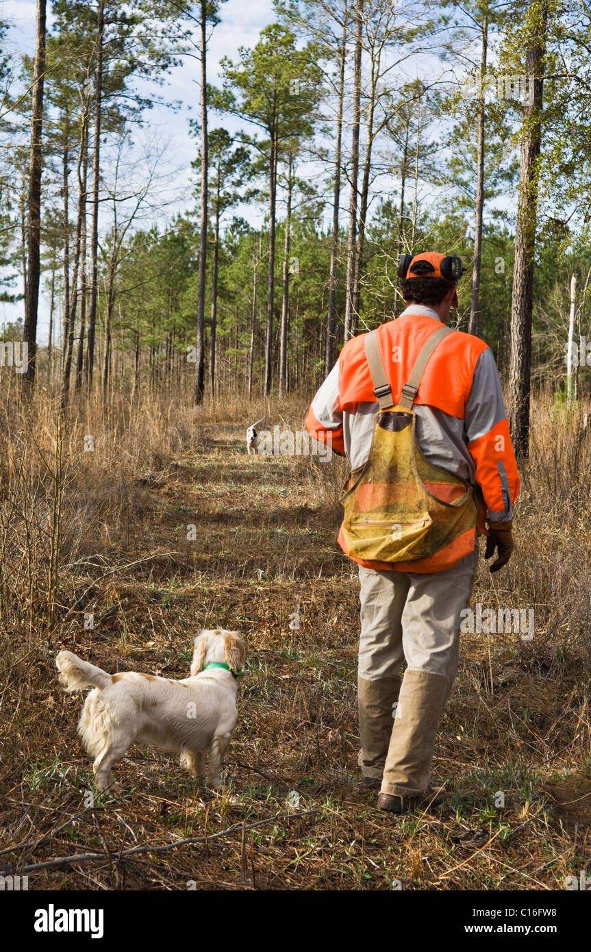 Hunting Guide, English Cocker Spaniel and English Setter during a ...