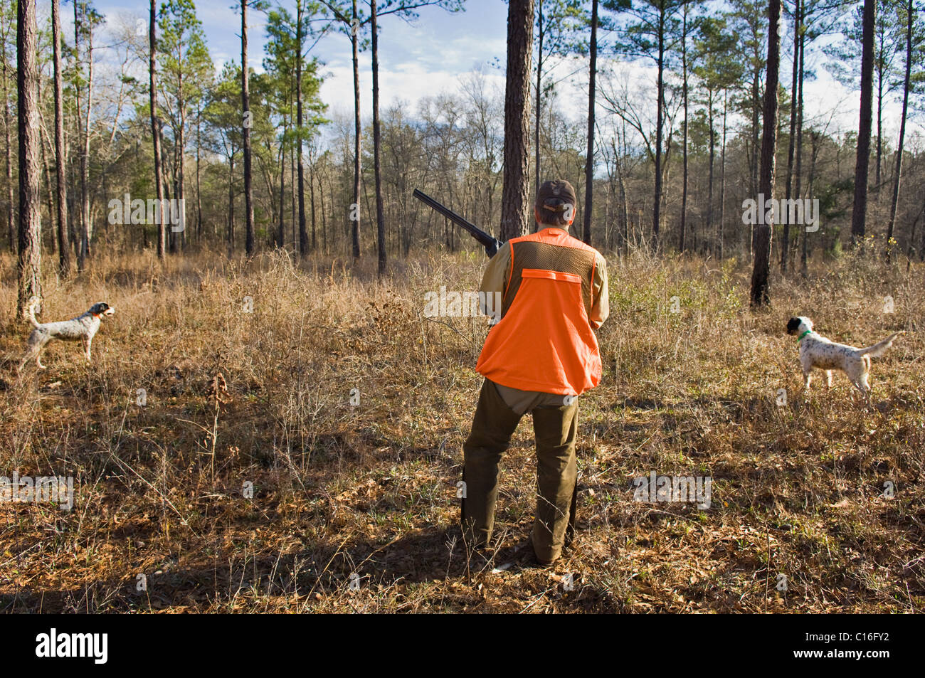 Upland Bird Hunter and English Setters on Point during a Bobwhite Quail ...