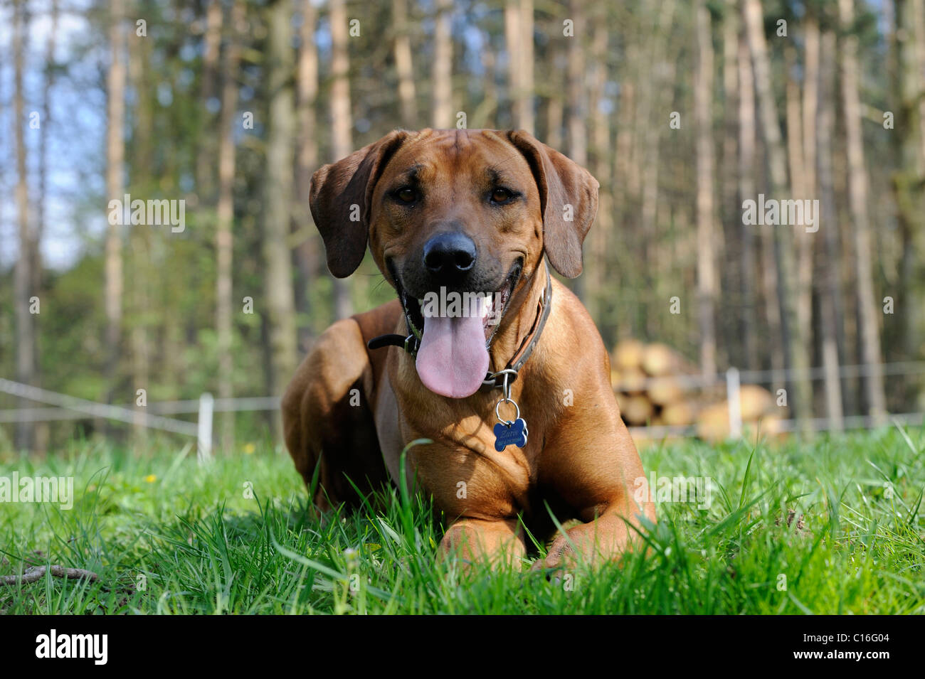Female Rhodesian Ridgeback Stock Photo - Alamy
