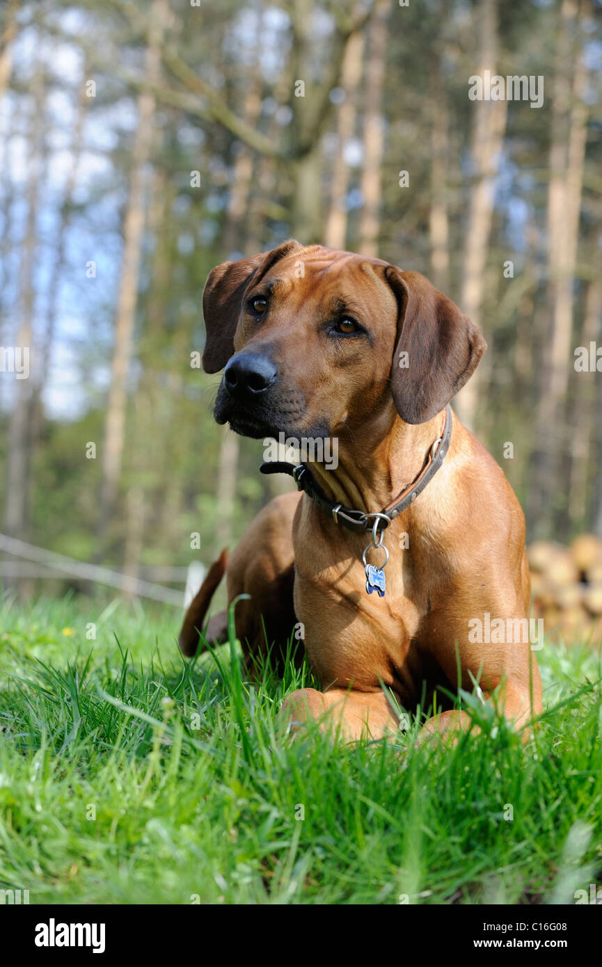 Female Rhodesian Ridgeback Stock Photo - Alamy