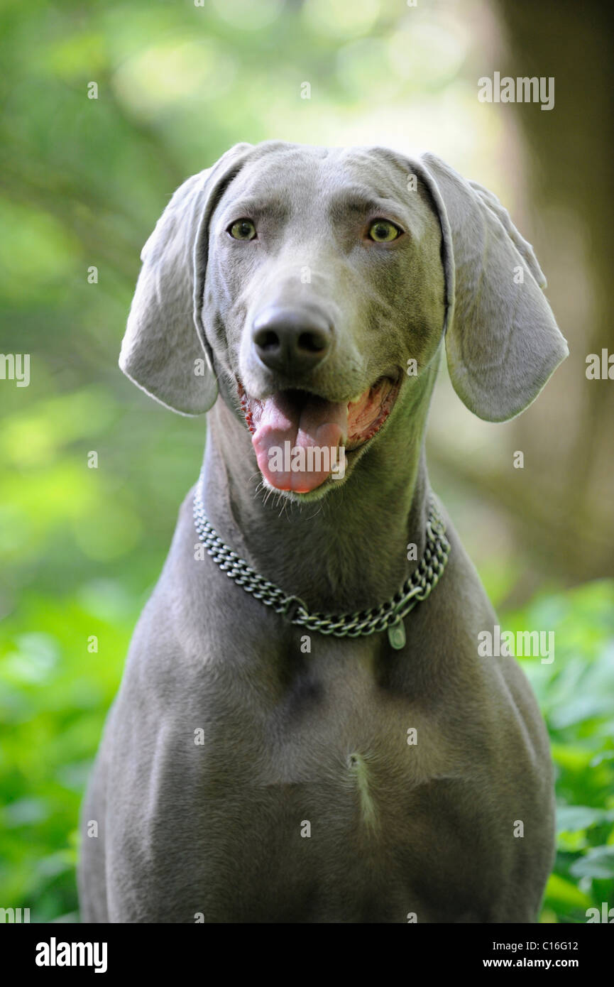 Female Weimeraner, portrait Stock Photo - Alamy
