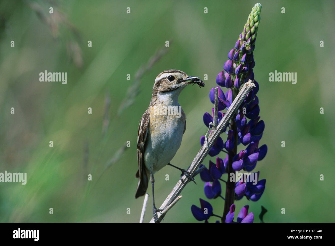 Female Whinchat (Saxicola rubetra) with prey Stock Photo - Alamy