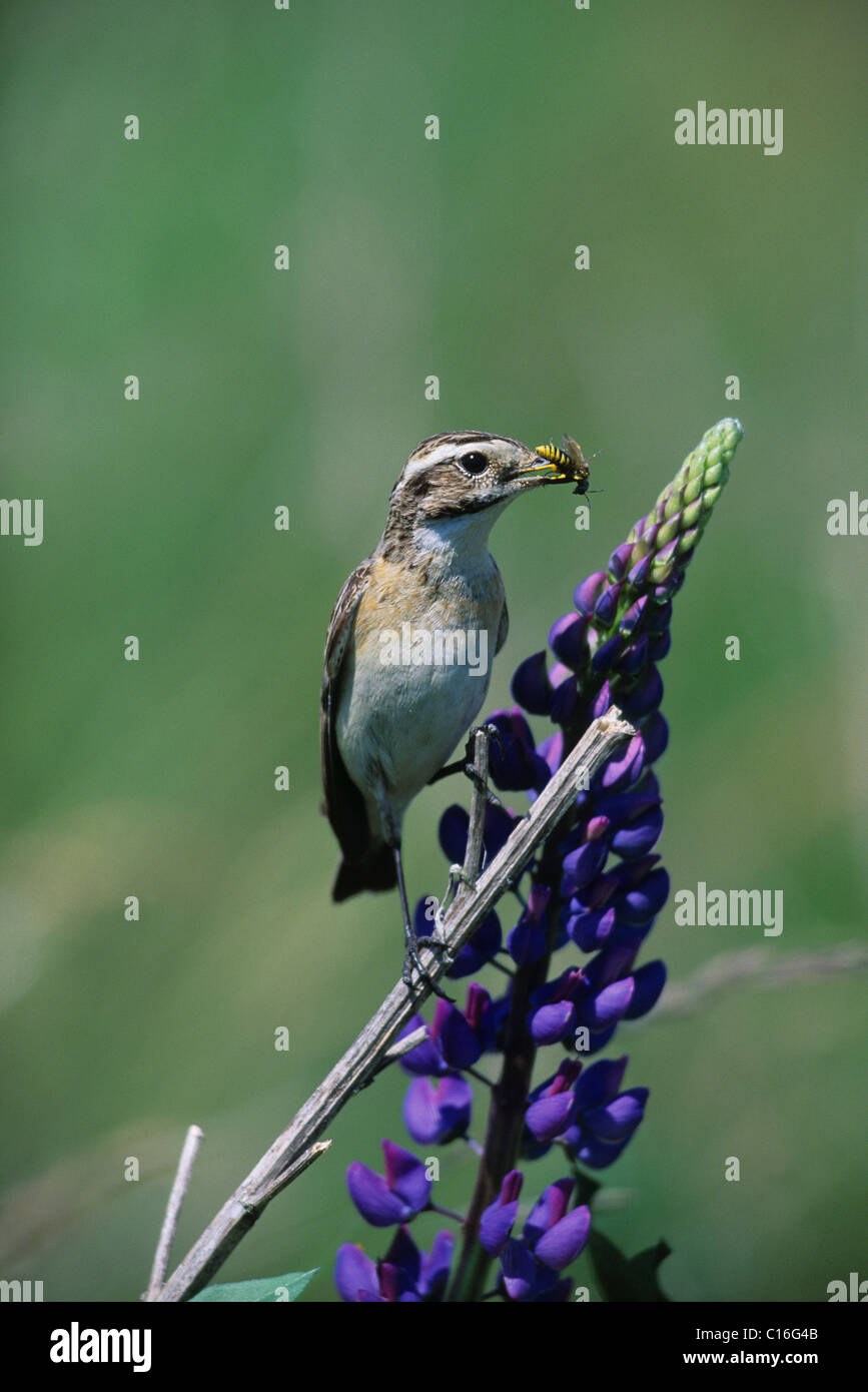 Female Whinchat (Saxicola rubetra) with prey Stock Photo - Alamy