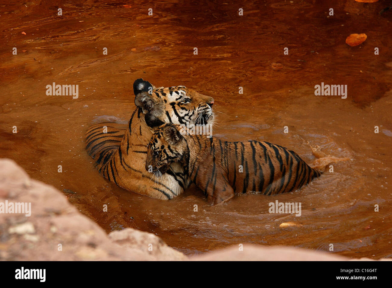 A moment of display of affection between a tigress and her cub Stock ...
