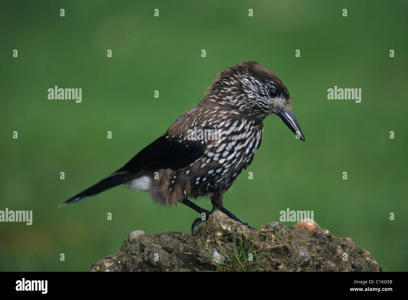 Spotted Nutcracker (Nucifraga caryocatactes Stock Photo - Alamy Spotted Nutcracker (Nucifraga caryocatactes Stock Photo - Alamy