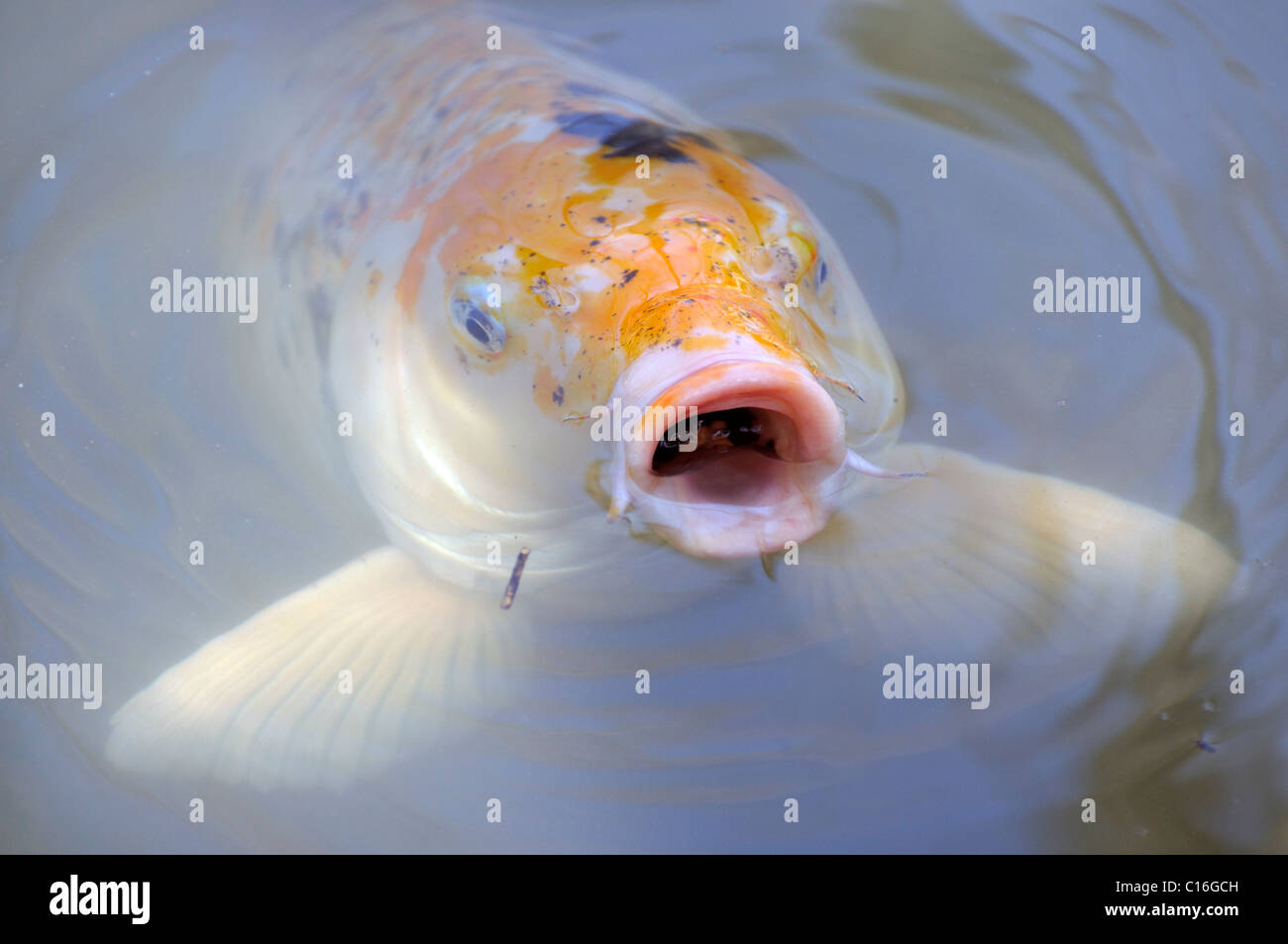 Koi fish asking for food Stock Photo - Alamy