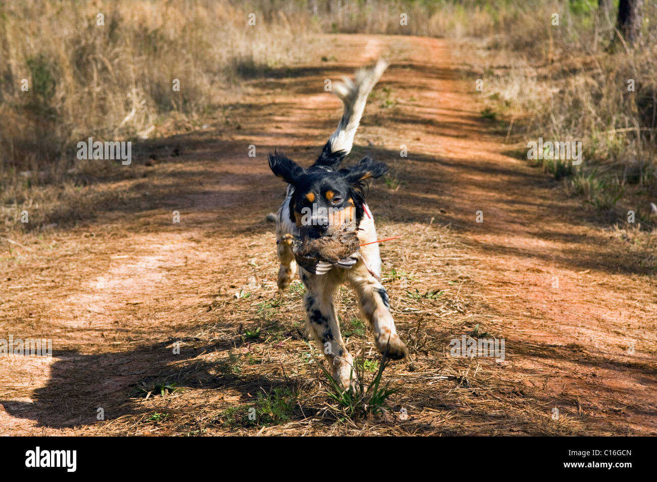 English Setter Retrieving Bird during a Bobwhite Quail Hunt in the ...
