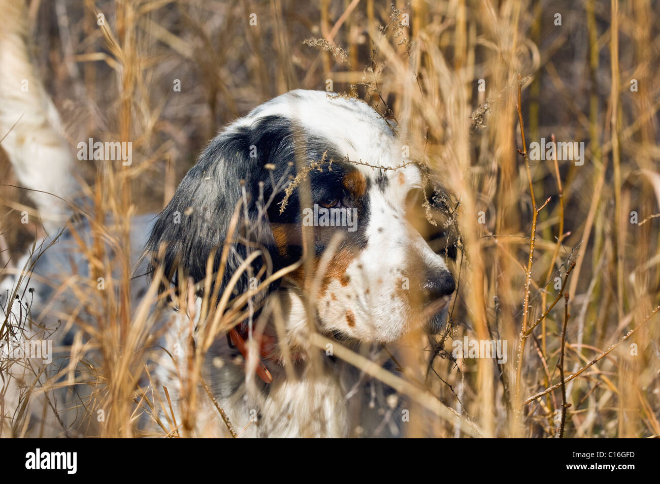 English setter on point hunting hi-res stock photography and images - Alamy